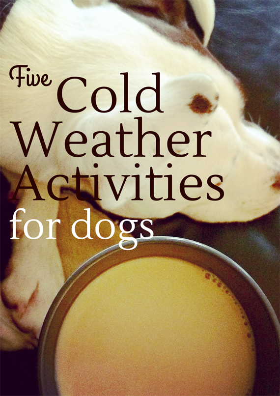 Post: 5 Cold Weather Activites For Dogs | Positively.com