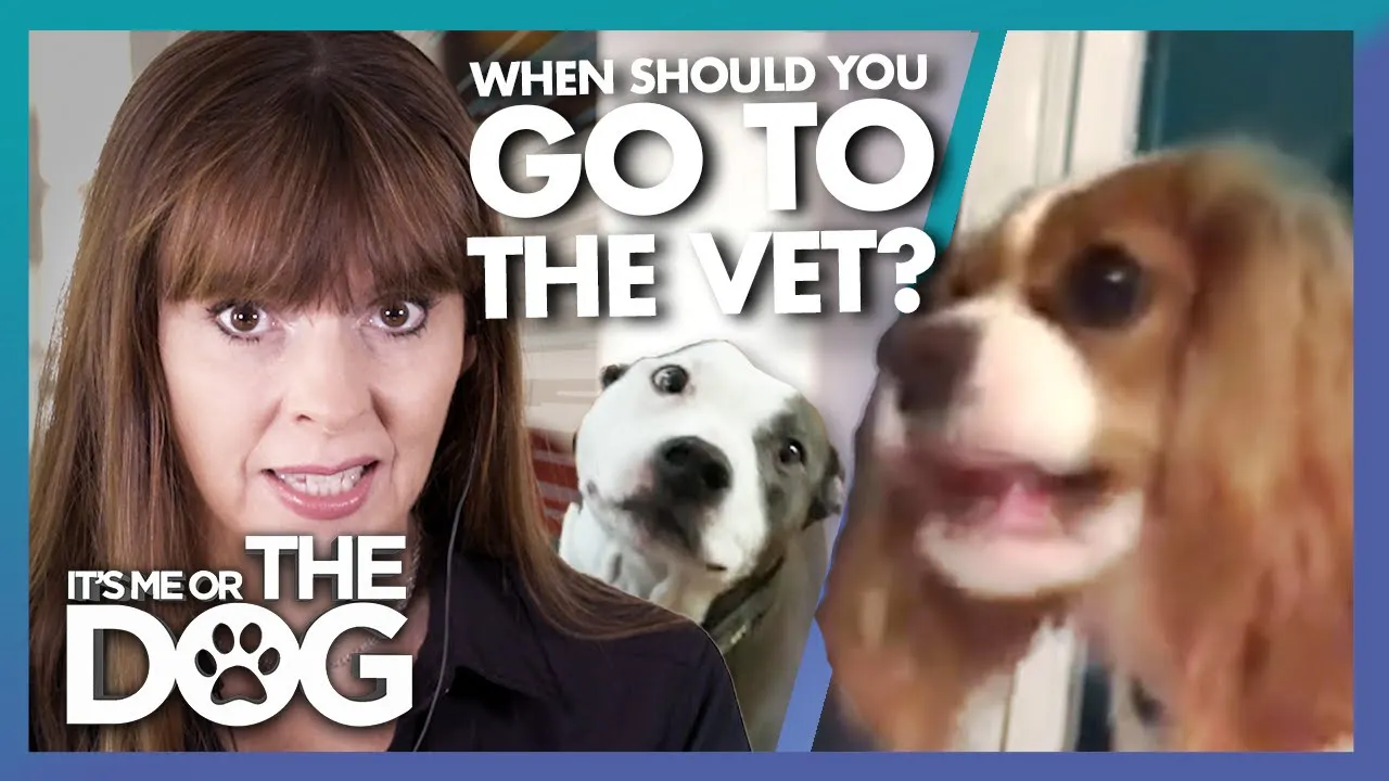 Video: Dog Who 'Snaps at Air' Has Victoria Worried | Positively.com