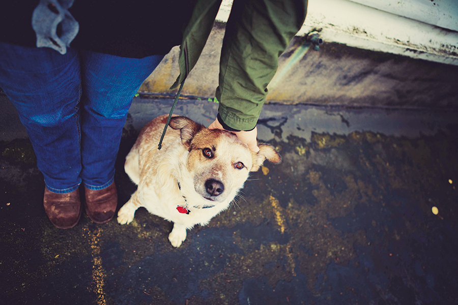 Choosing The Right Dog