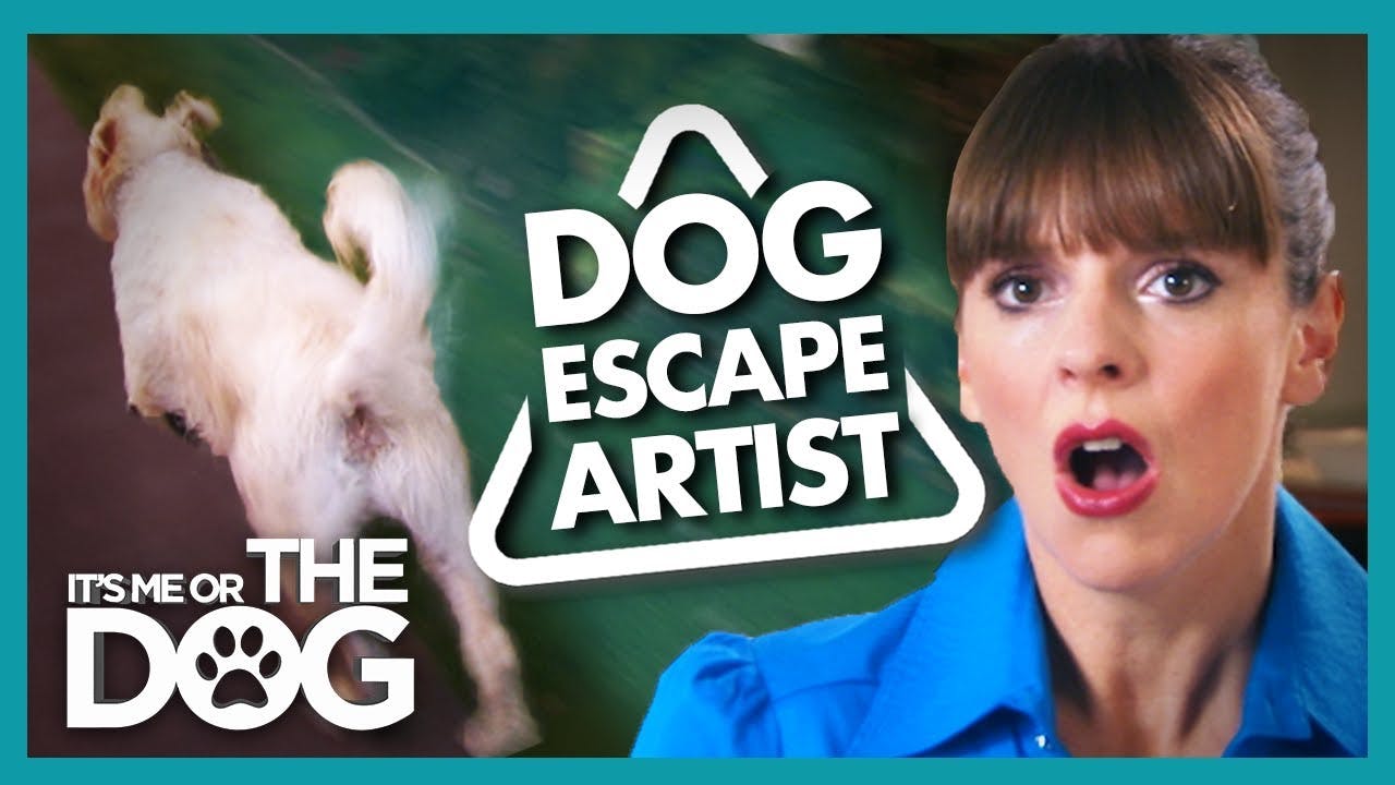 Video: Deadly Door Dashing Must be Stopped Before it's Too Late ...