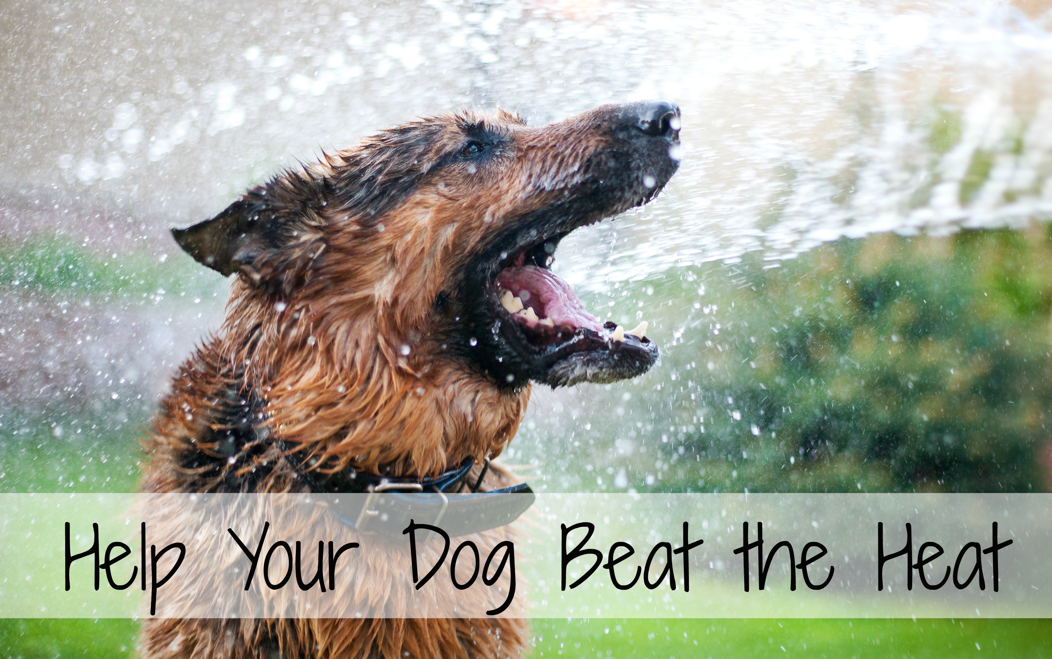Post: 5 Ways to Help Your Dog Beat the Heat | Positively.com