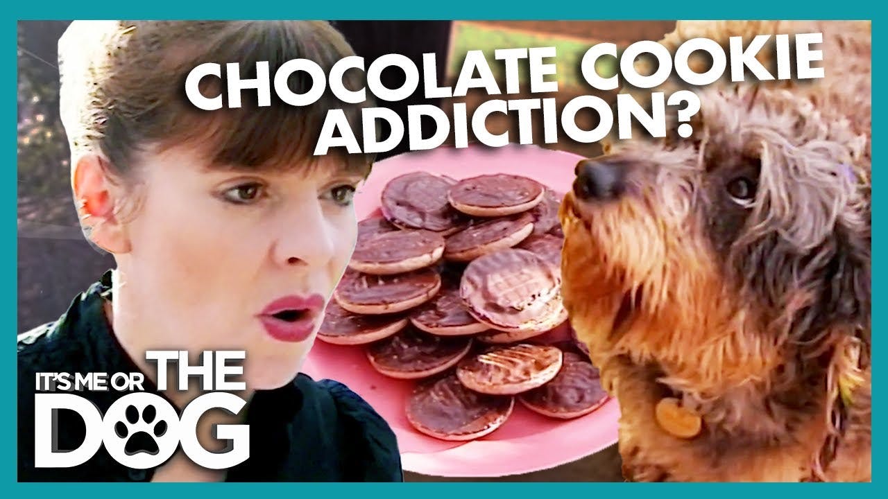Video: The Consequences of Constantly Over-feeding Your Dog ...