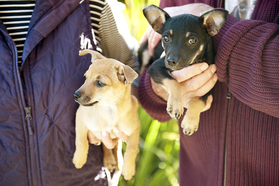 Puppy Socialization | Positively.com