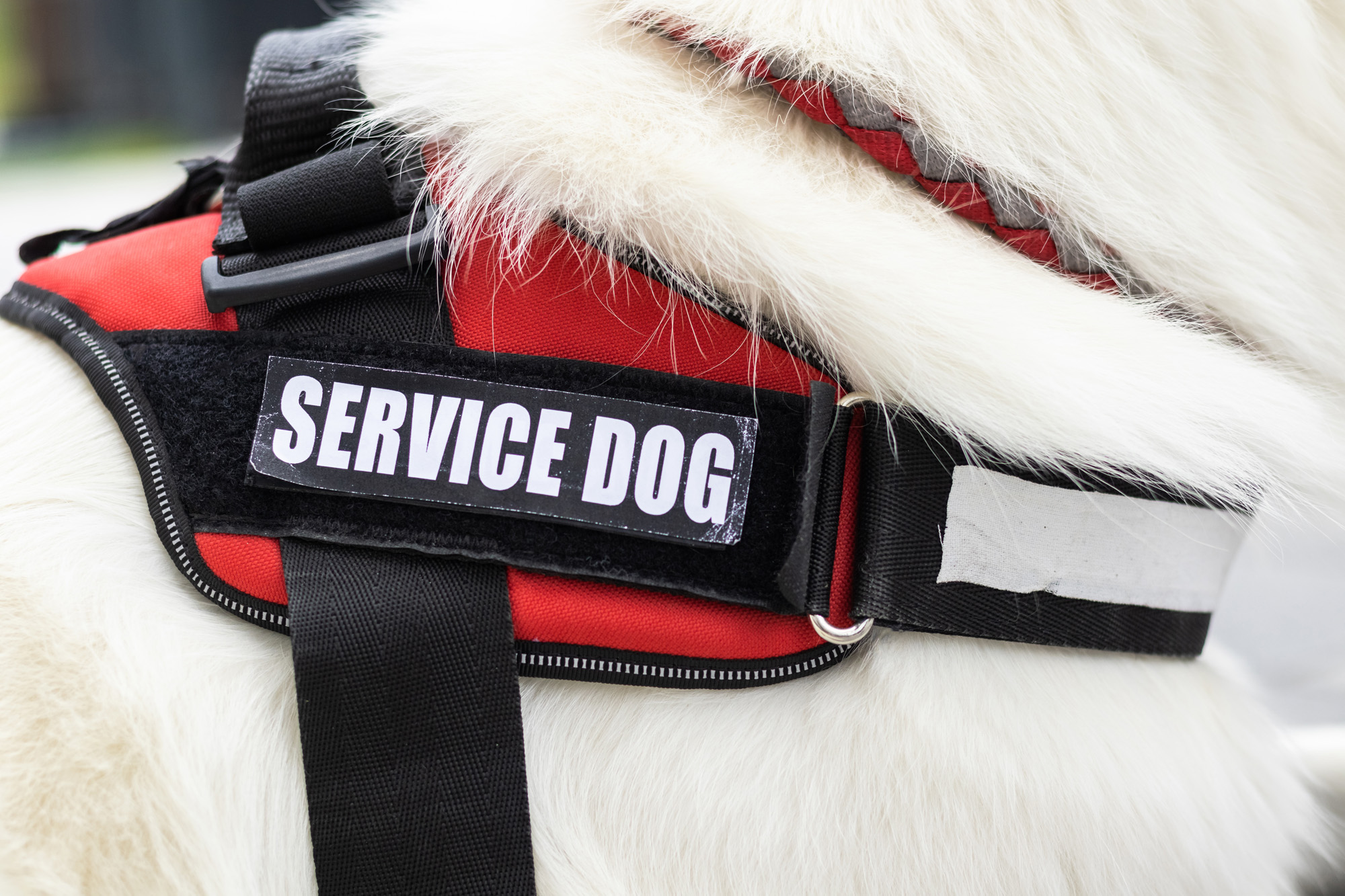 Post: A Service Dog For Two | Positively.com