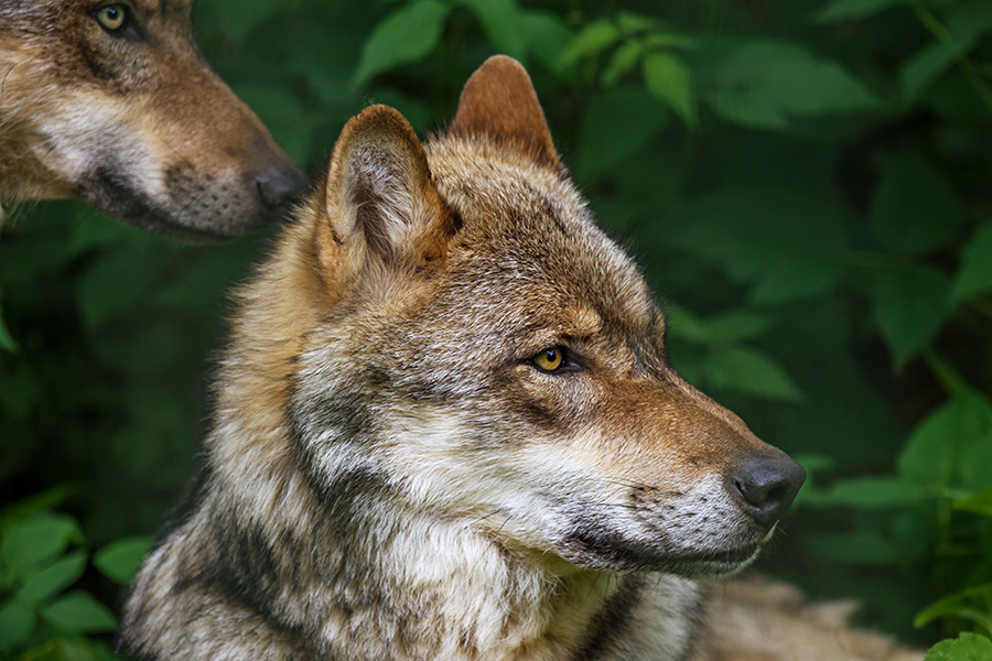 What is a Dog | Positively.com