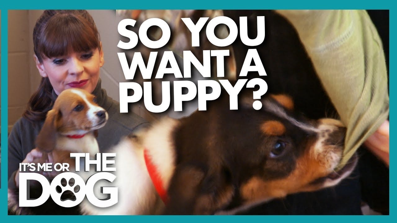 Video: A Beginners Guide to Puppy Training (And Picking the Right Dog ...