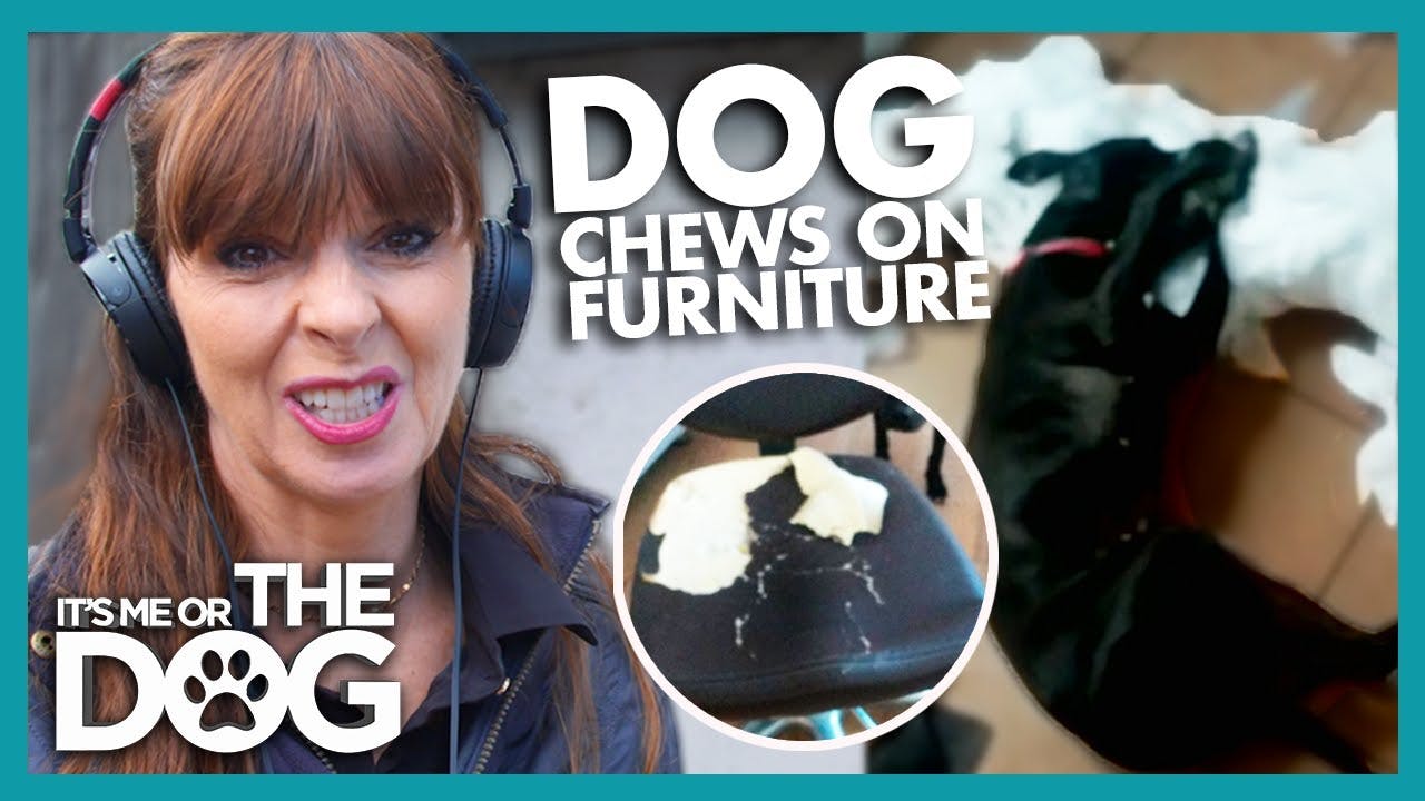 Video: Victoria Shocked By Staffy that has Chewed up Three Sofas ...