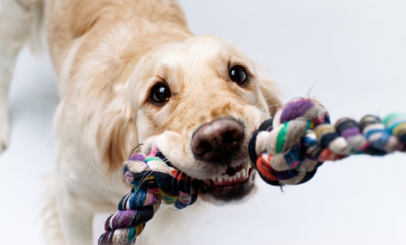 Post: 10 Simple And Fun Indoor Games For Your Dog | Positively.com
