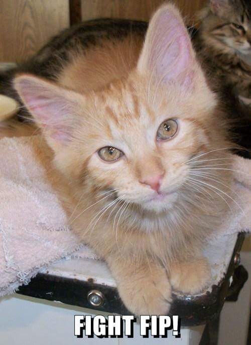 Post: Raising Awareness About FIP In Cats | Positively.com