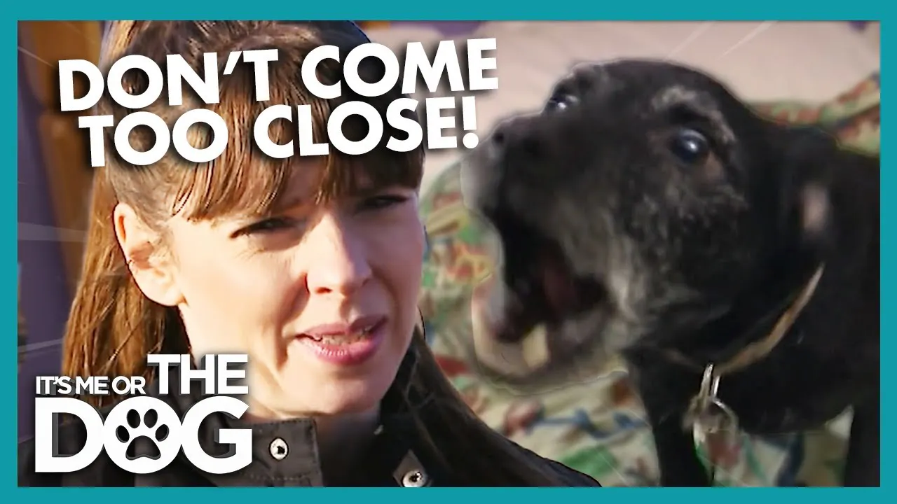 Video: Overly Stressed Dog Causes Him to Pee and Poo Everywhere ...