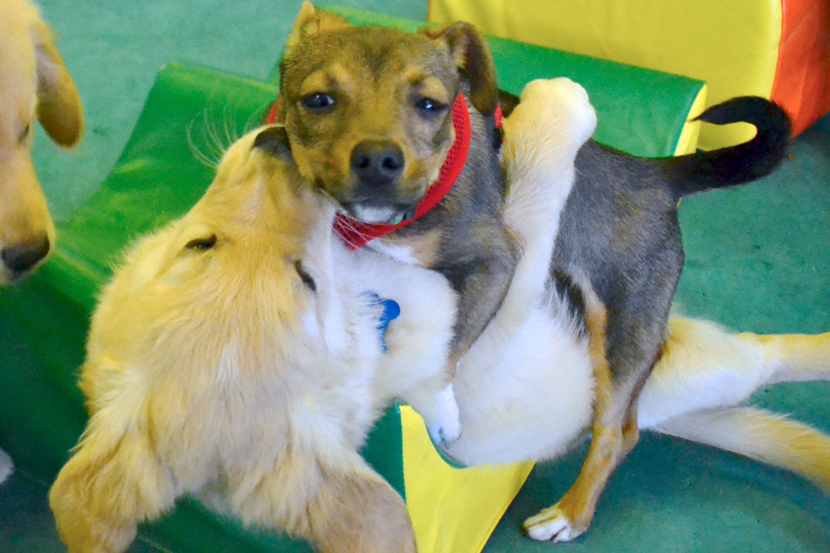 Post: Why Does My Dog Hump Everything? | Positively.com