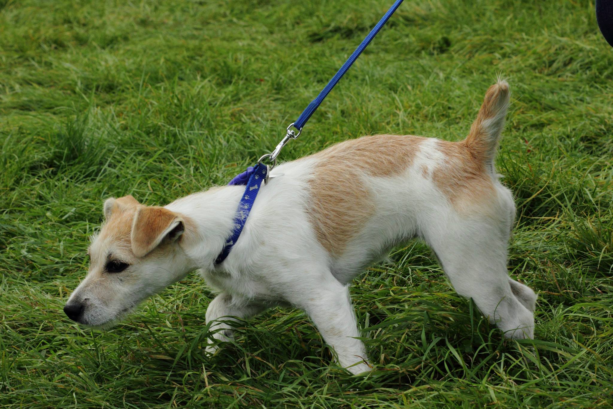 Post: My Dog Wants To Greet Everyone While On A Walk! | Positively.com