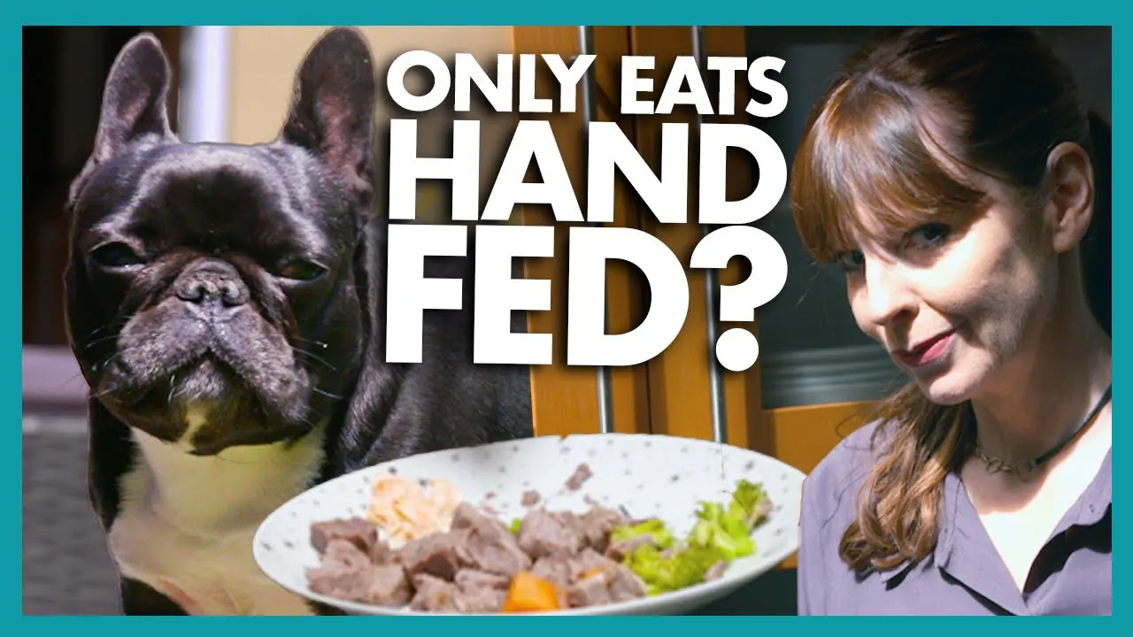 Video: Molly the French Bulldog Won't Eat Unless She is Fed By Hand ...