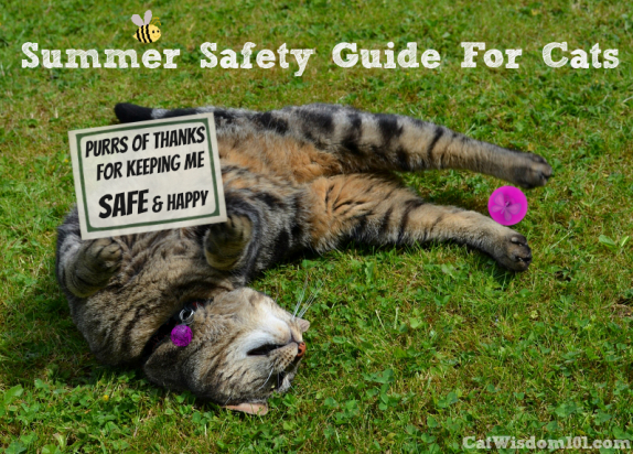 Post: Summer Guide To Safe And Happy Cats | Positively.com