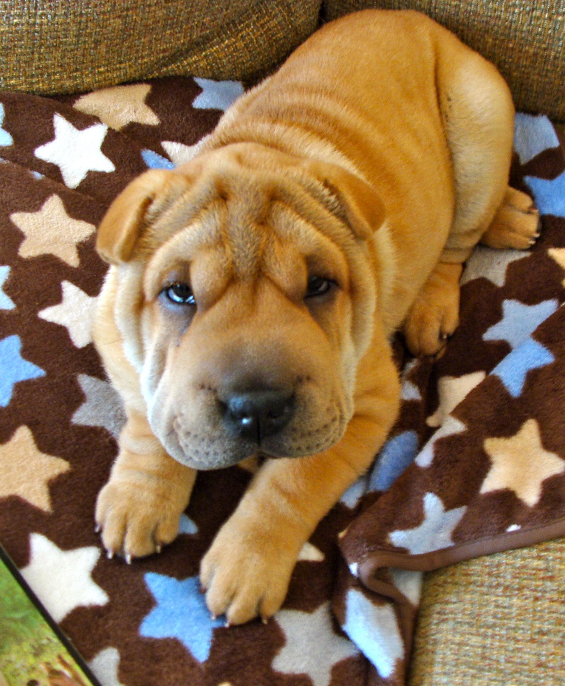 Post: Being Nice to Your Dog is Good Science! | Positively.com