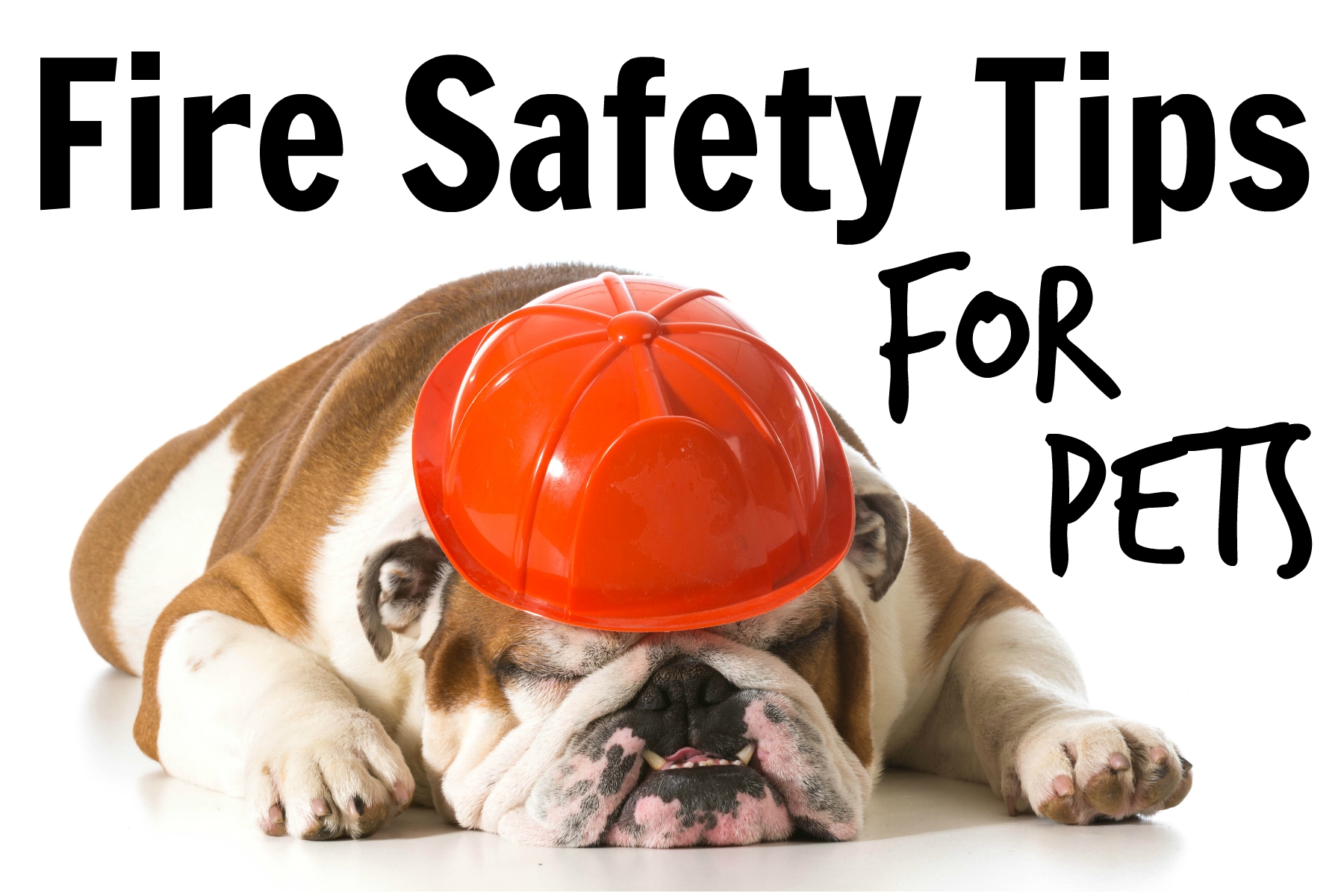 Post: Fire Safety Tips For Pets | Positively.com
