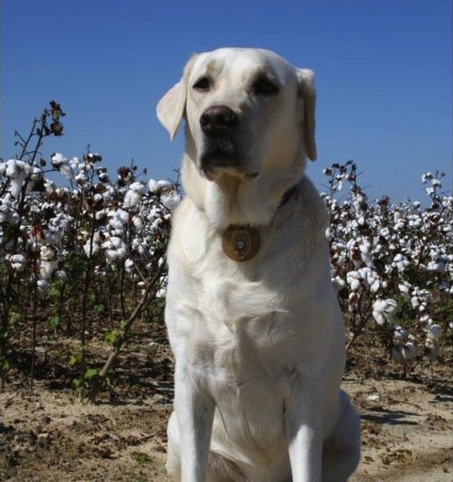 Post: The Legacy Of An Arson Dog | Positively.com