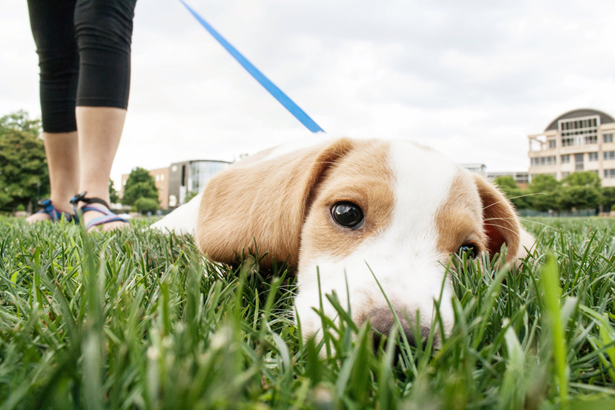 Post: What Dogs Want Us To Know | Positively.com