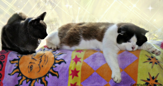 Post: Summer Guide To Safe And Happy Cats | Positively.com