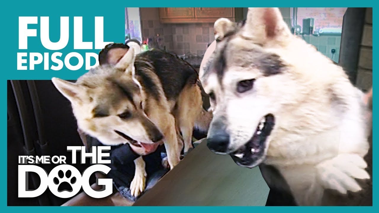 Video: The Wannabe Wolves: Molly and Alfie | Positively.com