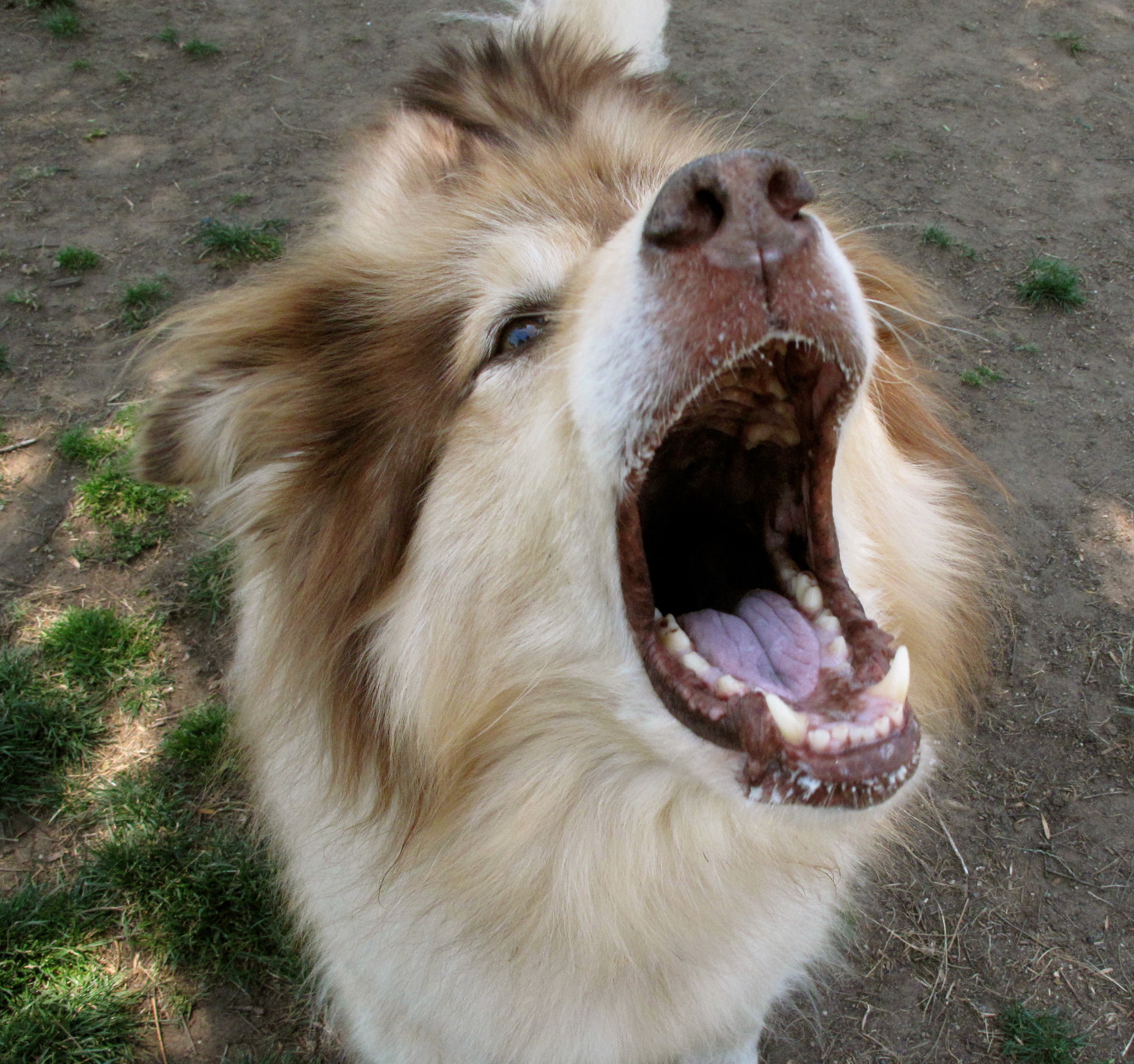 Post: BARKING, BARKING, BARKING | Positively.com