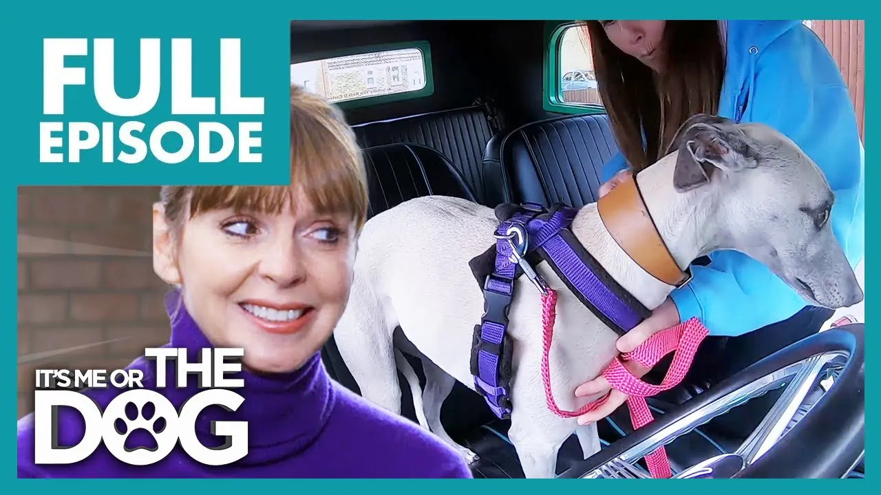 Video: Rescue Whippet Hates Being in Cars | Positively.com