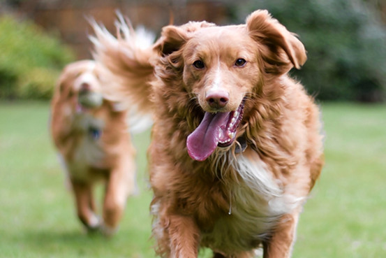Post: The Science Behind a Dog’s Tail Wag | Positively.com