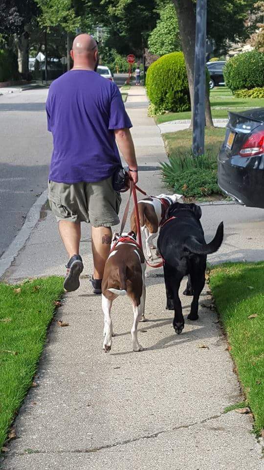 Post: Walks Are How Your Dog Connects With The Outside World ...