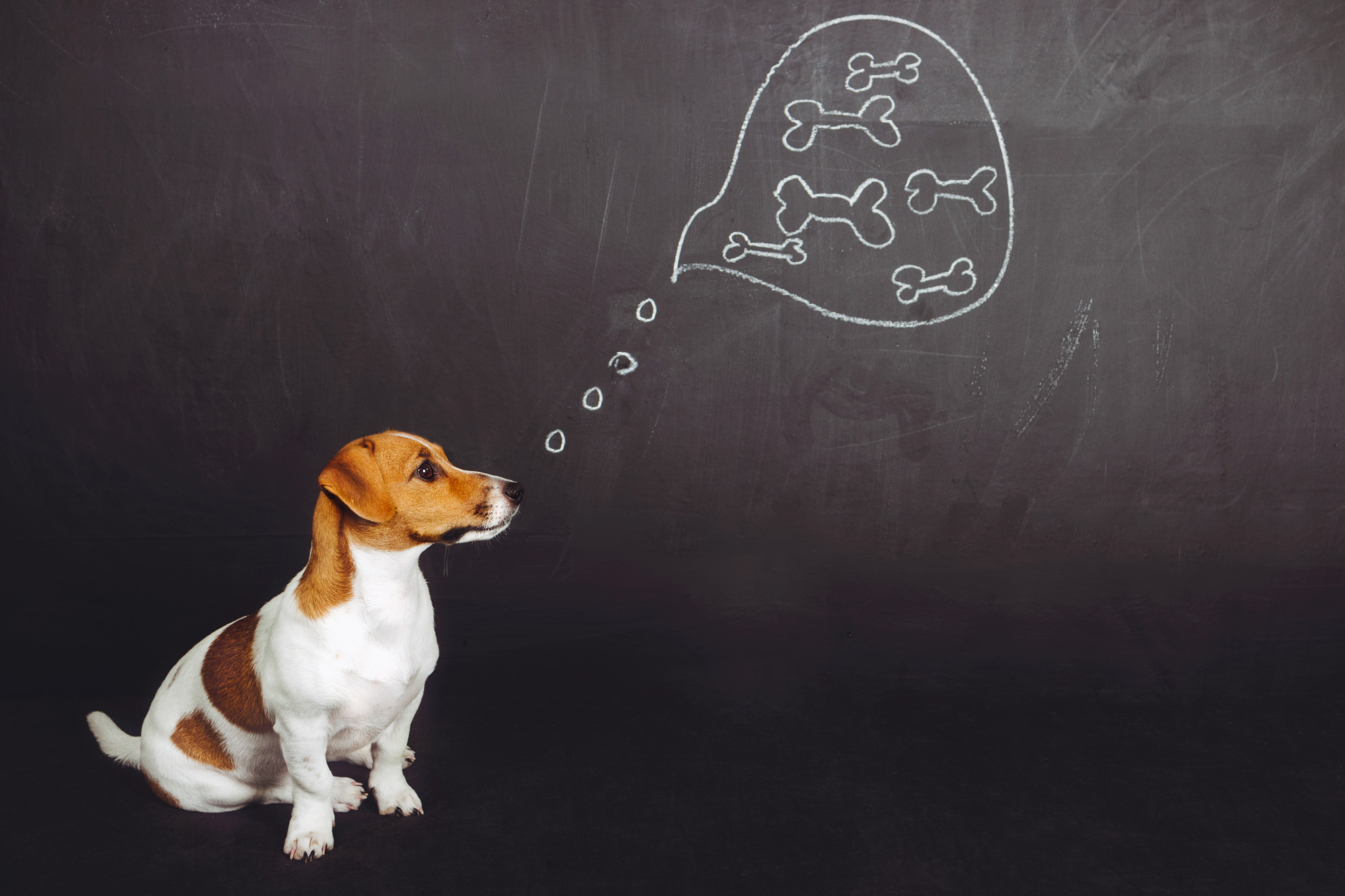 Post: Let Your Dog Think | Positively.com