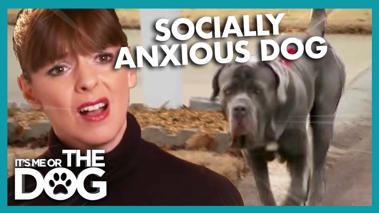 Video: How To Help Dogs Socialize | Positively.com