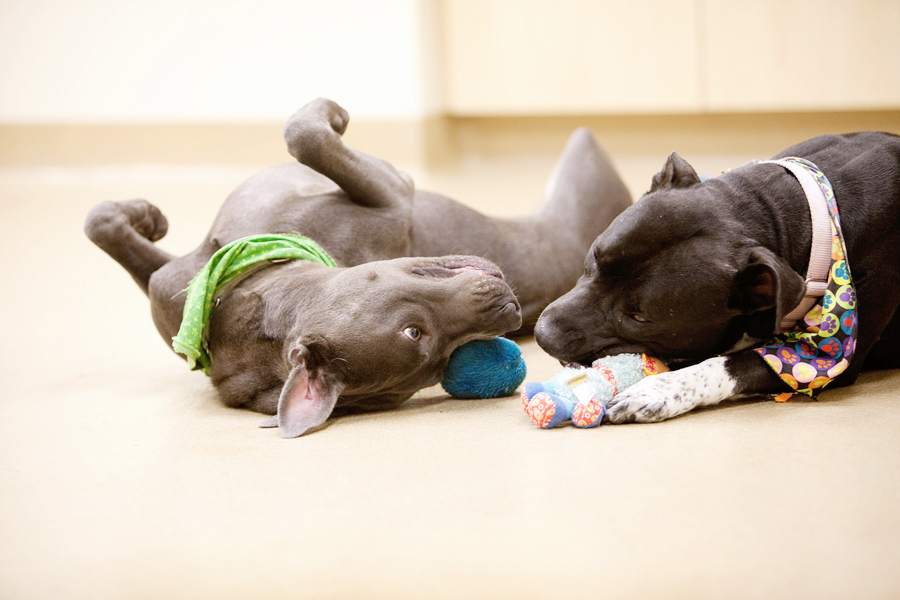 Understanding Dog Play | Positively.com