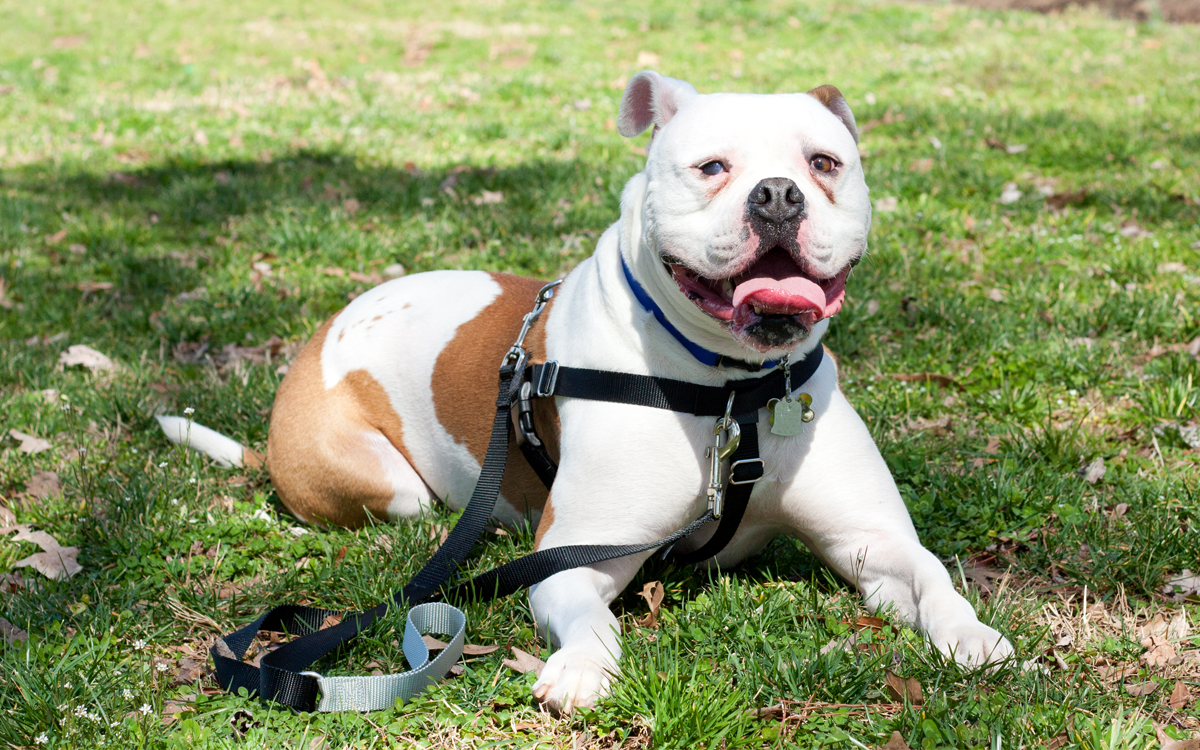 Post: 5 Healthy Habits For Reactive Dogs & Their Guardians | Positively.com