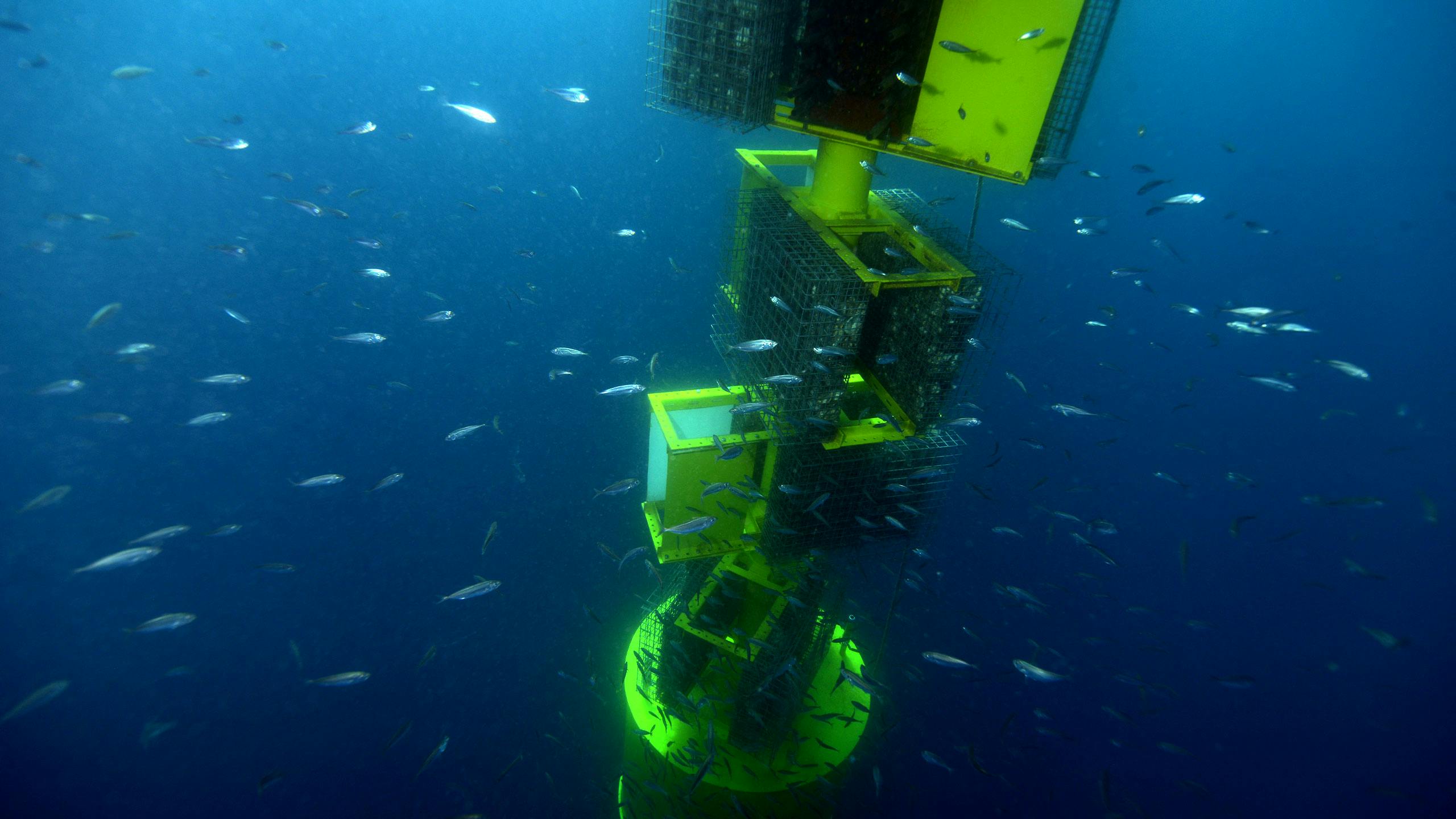 The WindFloat® advantage: Environment - Principle Power