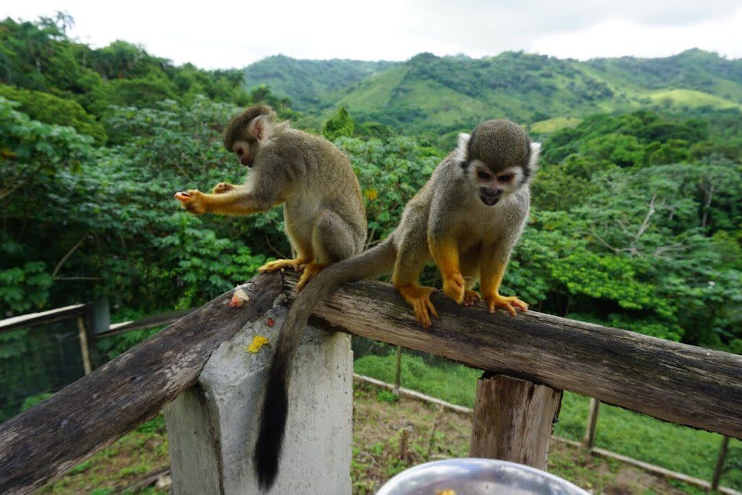 Monkeyland - Dominican Republic Tourism - Official Website