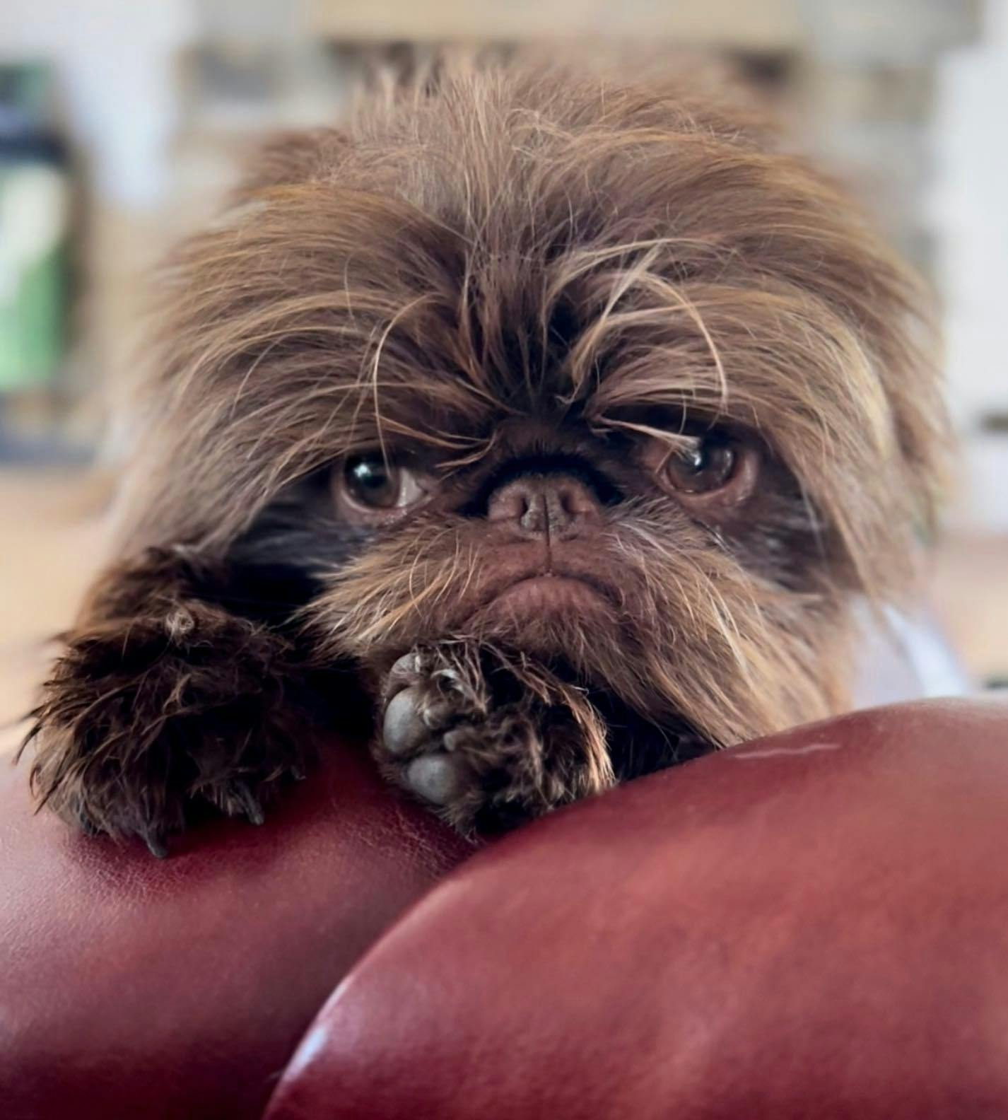 Ewok Dog Breed