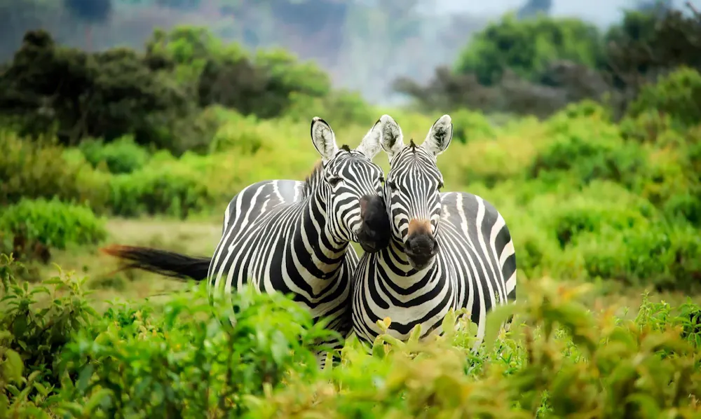 Discover 22 of the Best Virtual Field Trips & Tours | Prodigy Education ...