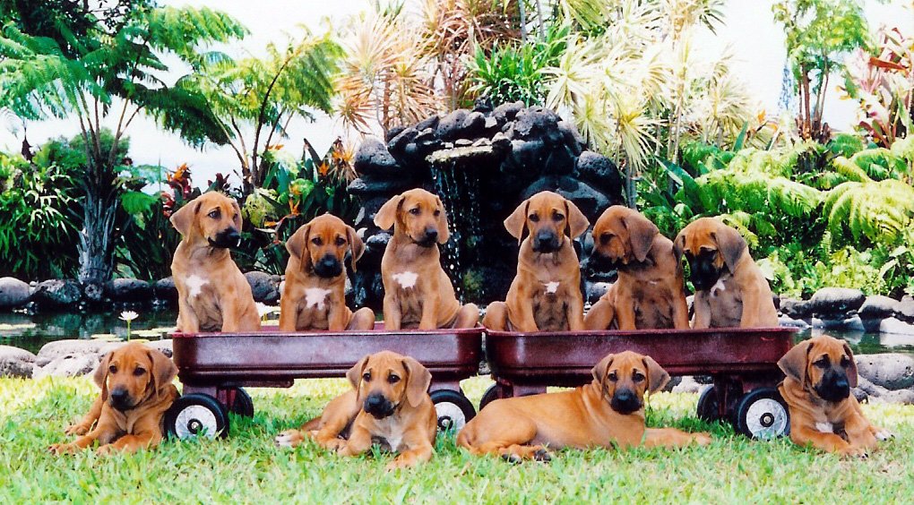 Pupukearidge Rhodesian Ridgebacks