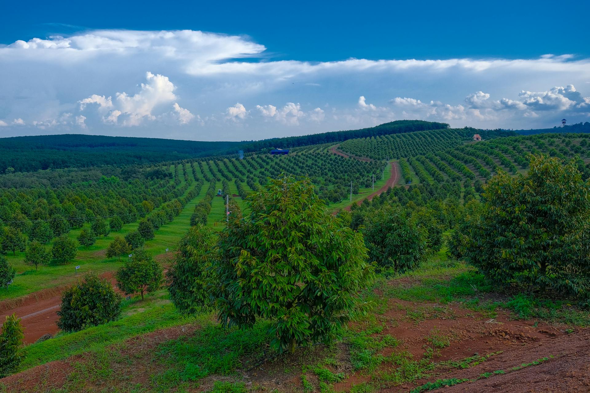Queen Farm - Nông trại nữ hoàng