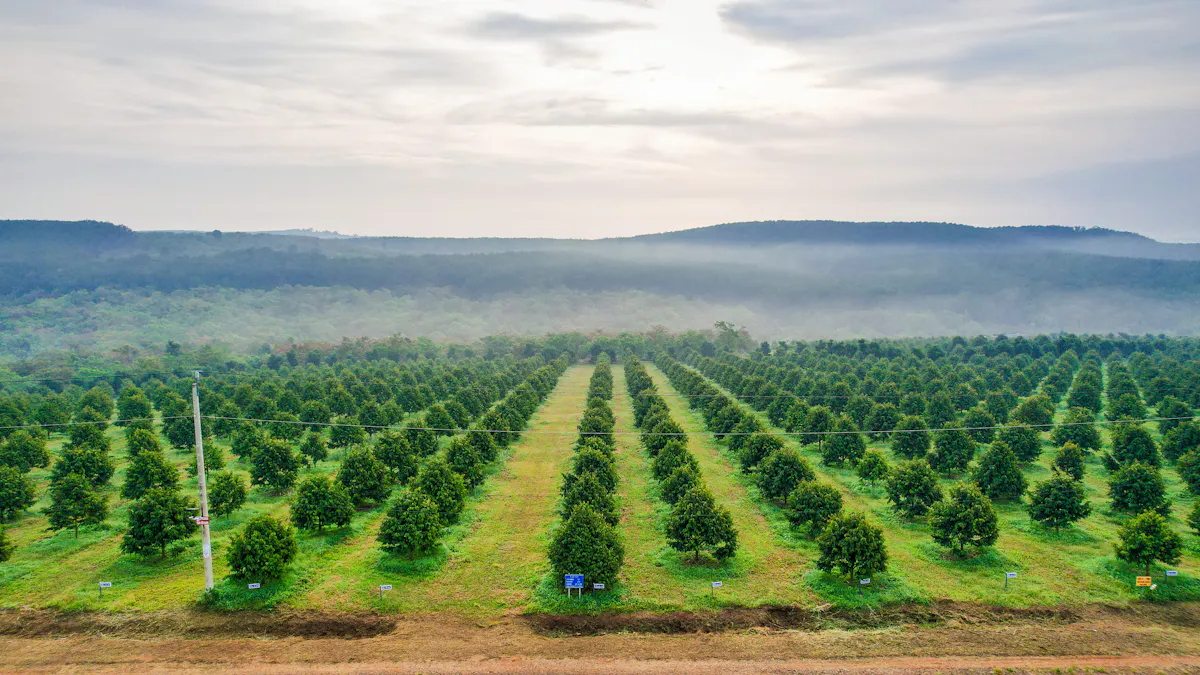 Queen Farm - Nông trại nữ hoàng