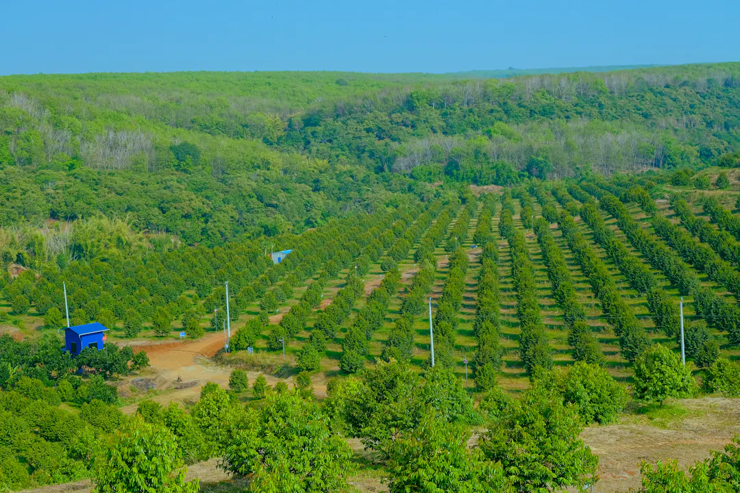 Queen Farm - Nông trại nữ hoàng