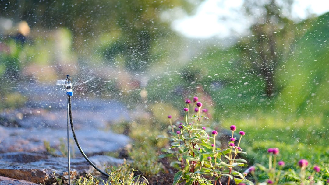 Queen Farm - Nông trại nữ hoàng
