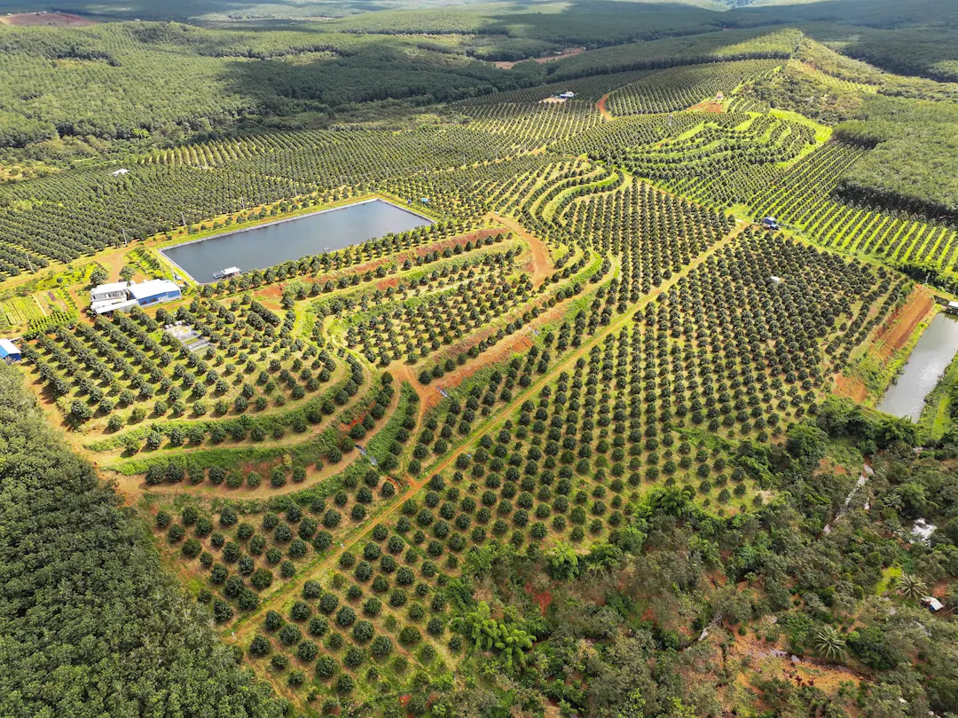 Queen Farm - Nông trại nữ hoàng