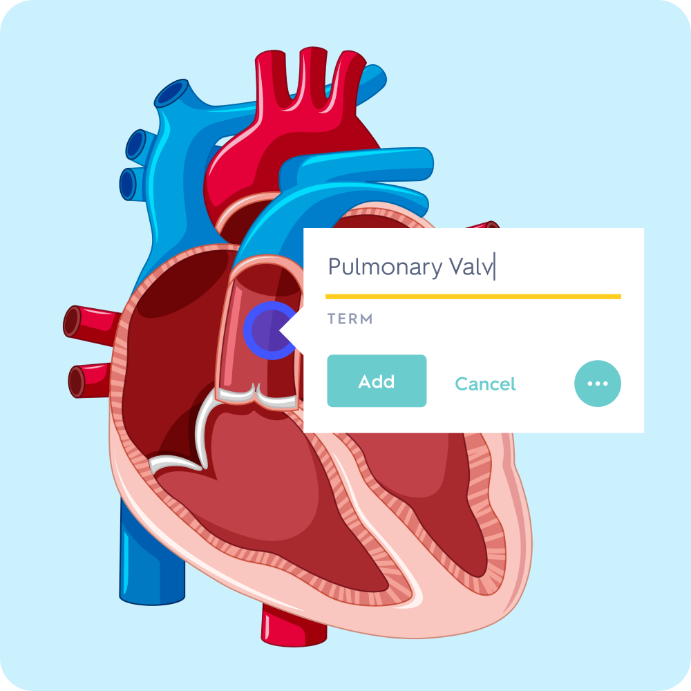 Make diagrams and learn with activities and games | Quizlet
