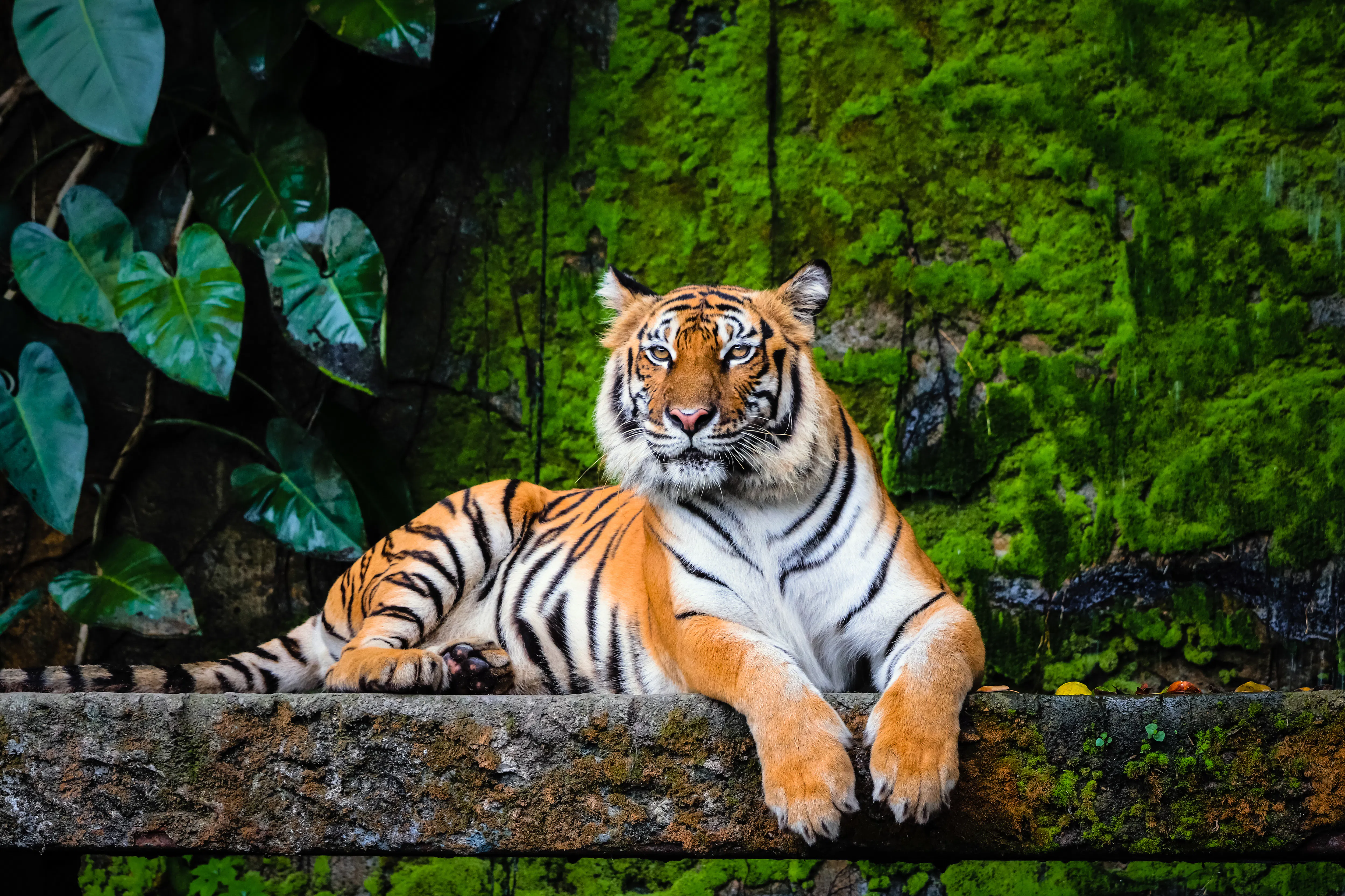 Spanish Series of Articles: Animales Interesantes de Todo el Mundo - El ...
