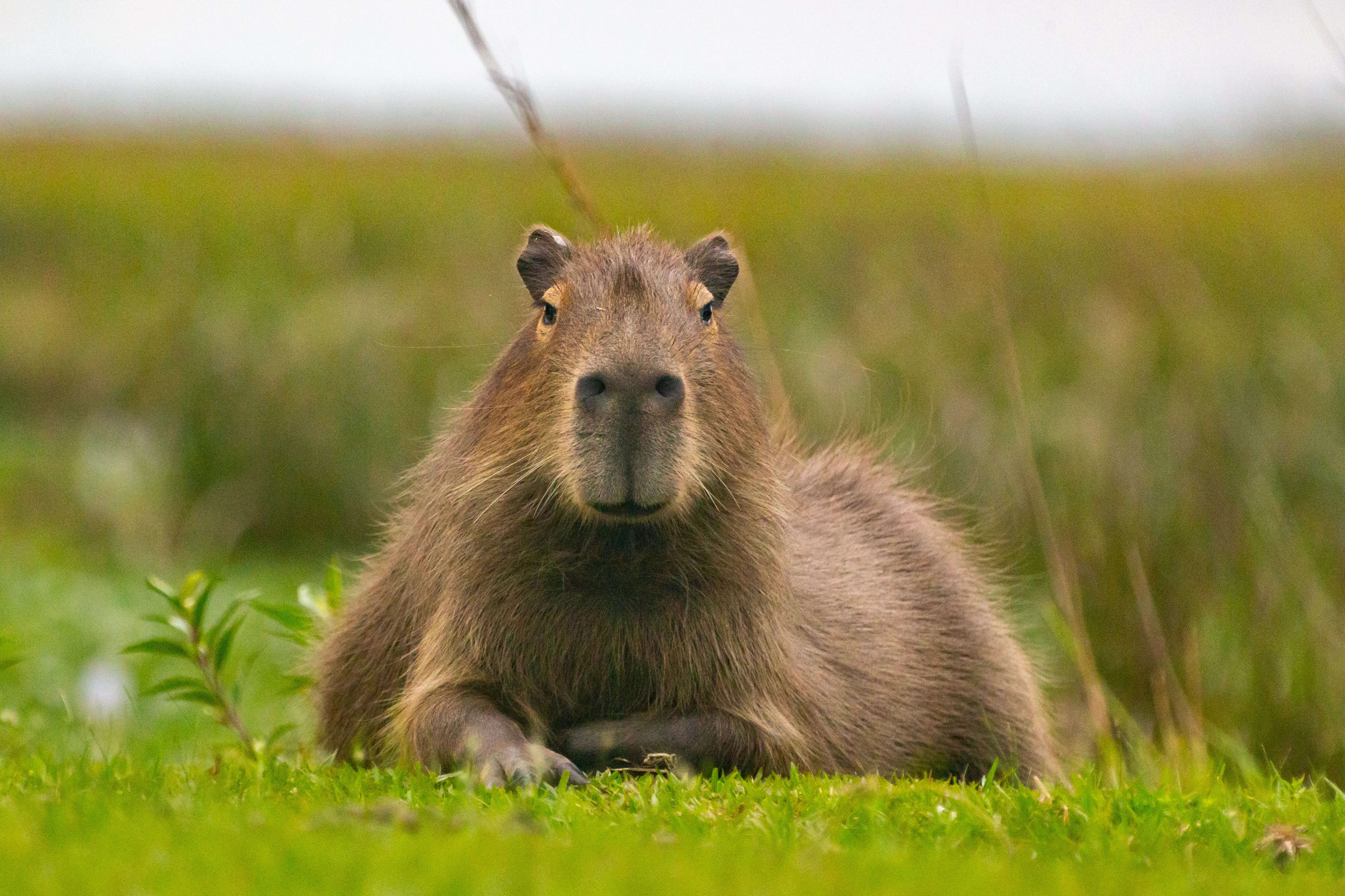 Spanish Series of Articles: Animales Interesantes de Todo el Mundo ...