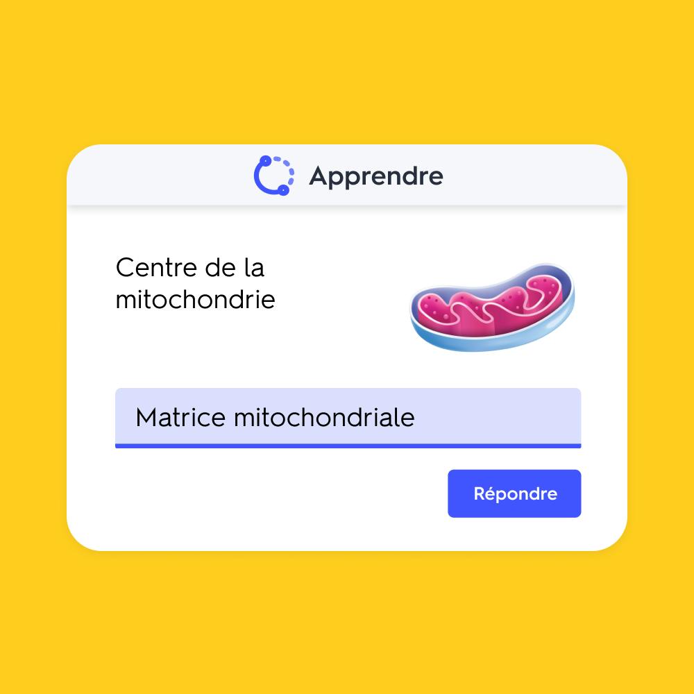 Le mode Apprendre de Quizlet - un apprentissage personnalisé qui s ...