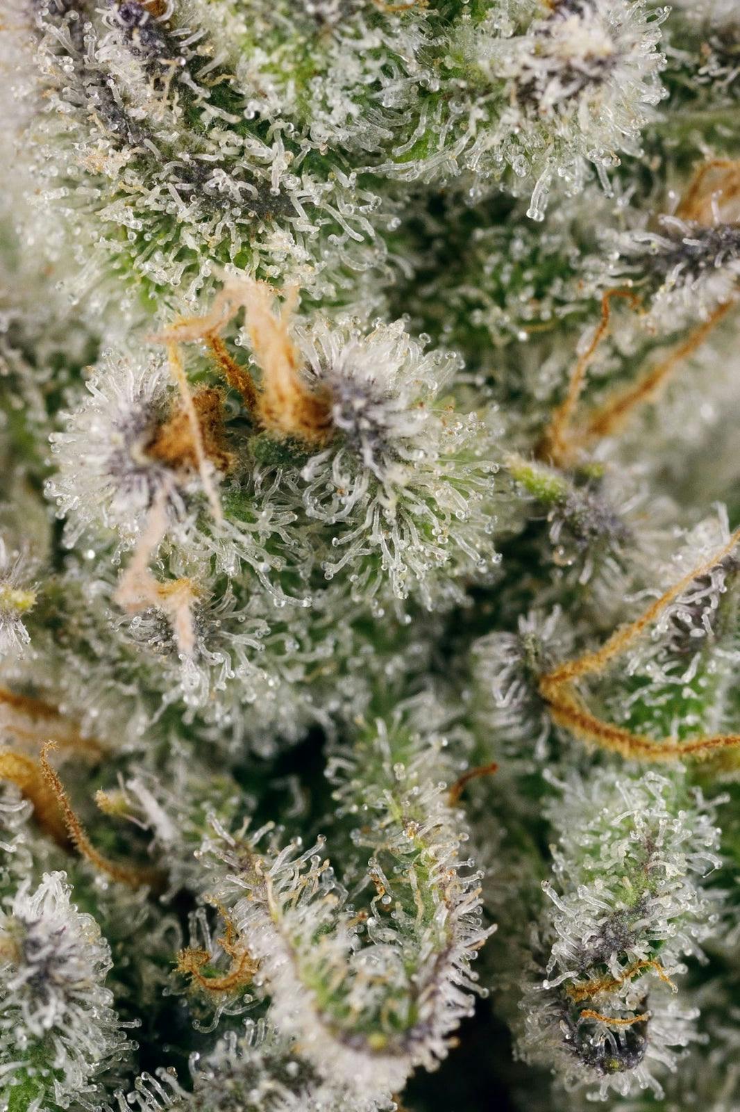 Products Qwest Cannabis