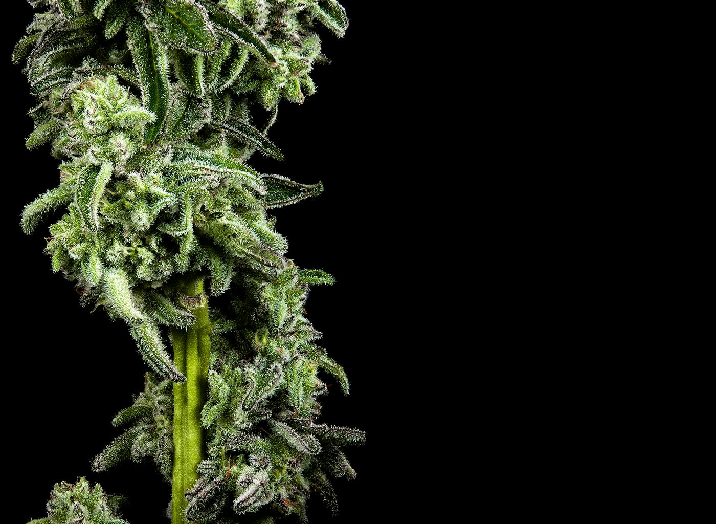 Products Qwest Cannabis