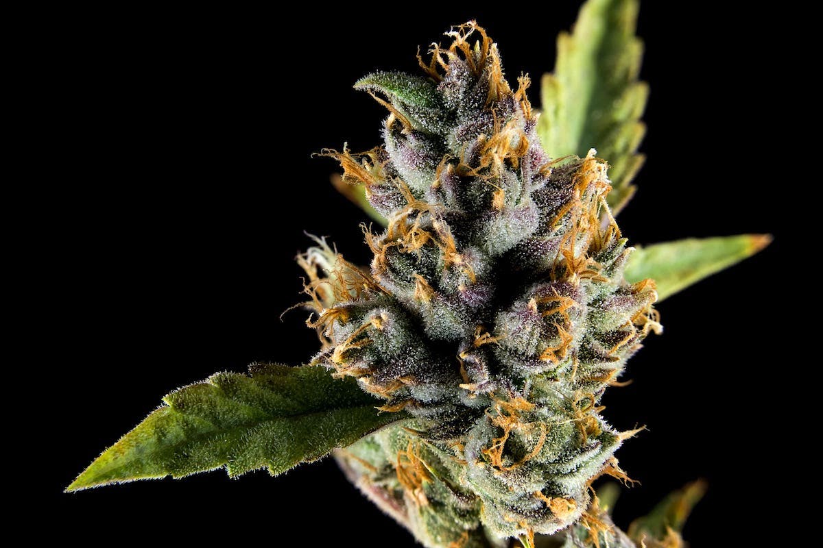 Products Qwest Cannabis