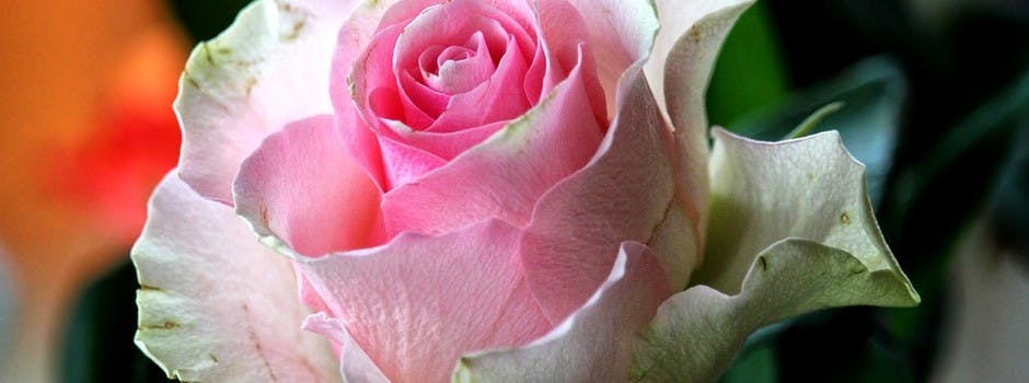 De geschiedenis van de roos